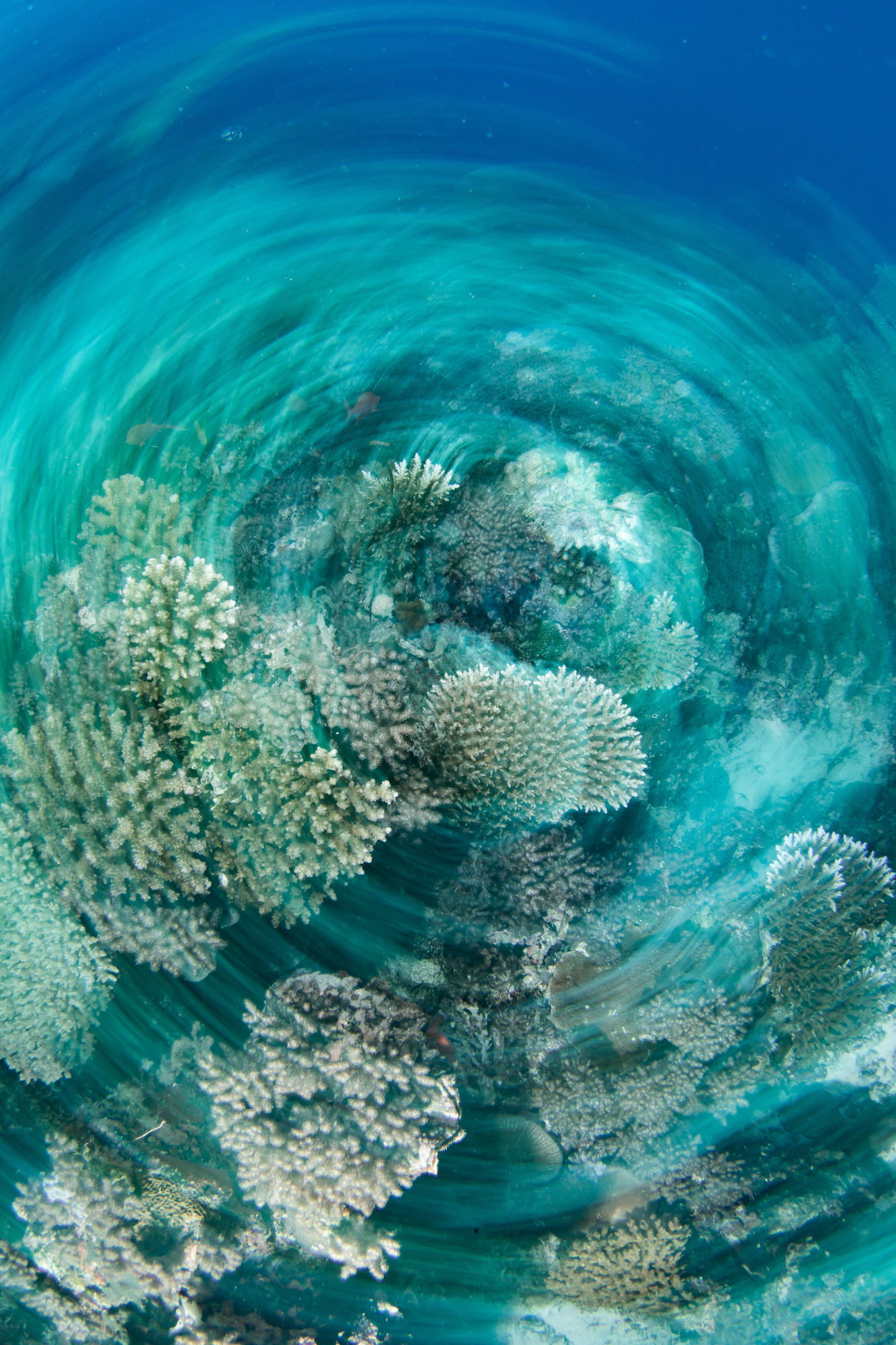Vaavu Atoll , Maldives – Ryohei Ito Photography | 水中写真家 伊藤亮平